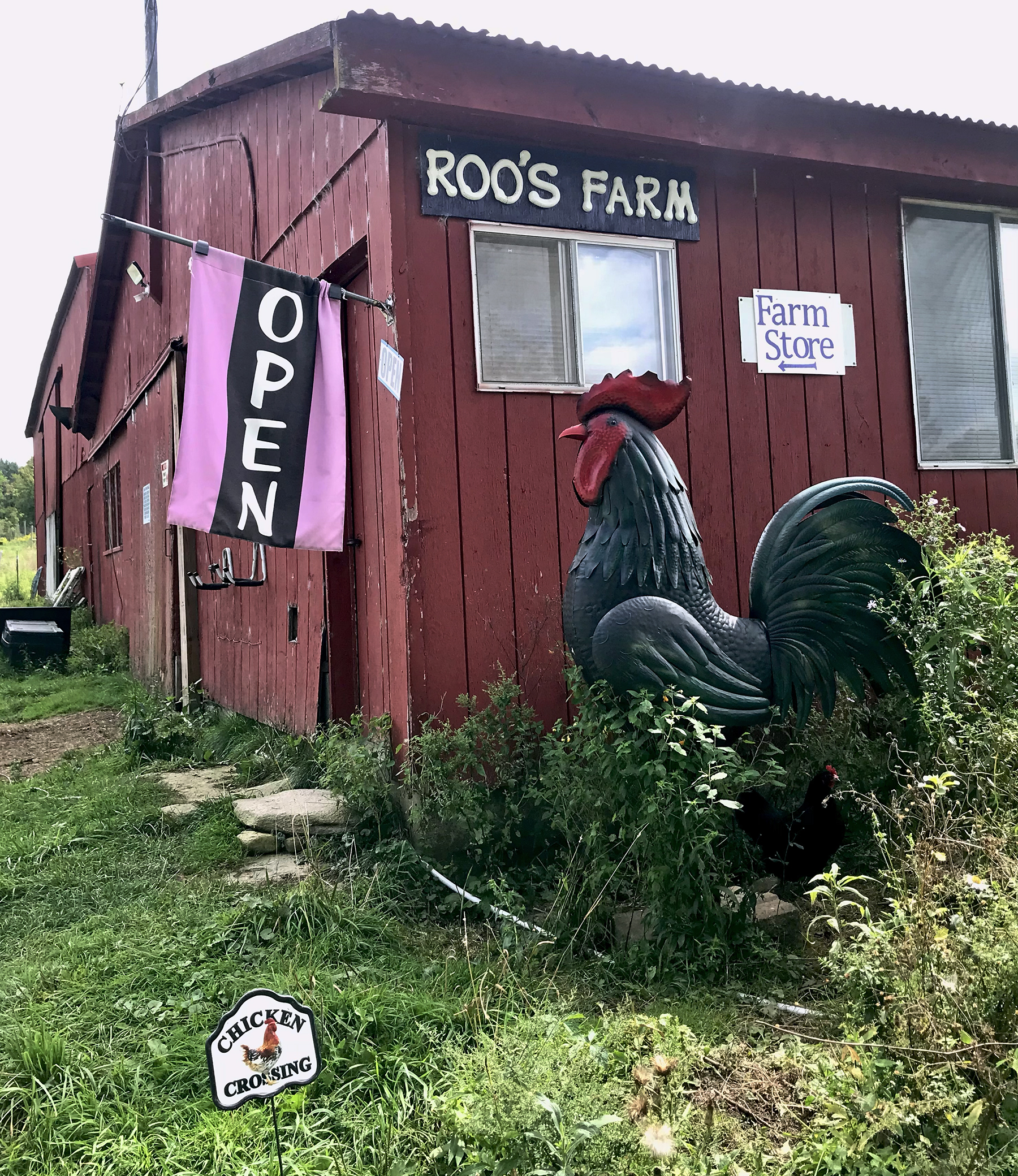 Farmer-to-Farmer Mentorship Success Story: Roo’s Farm