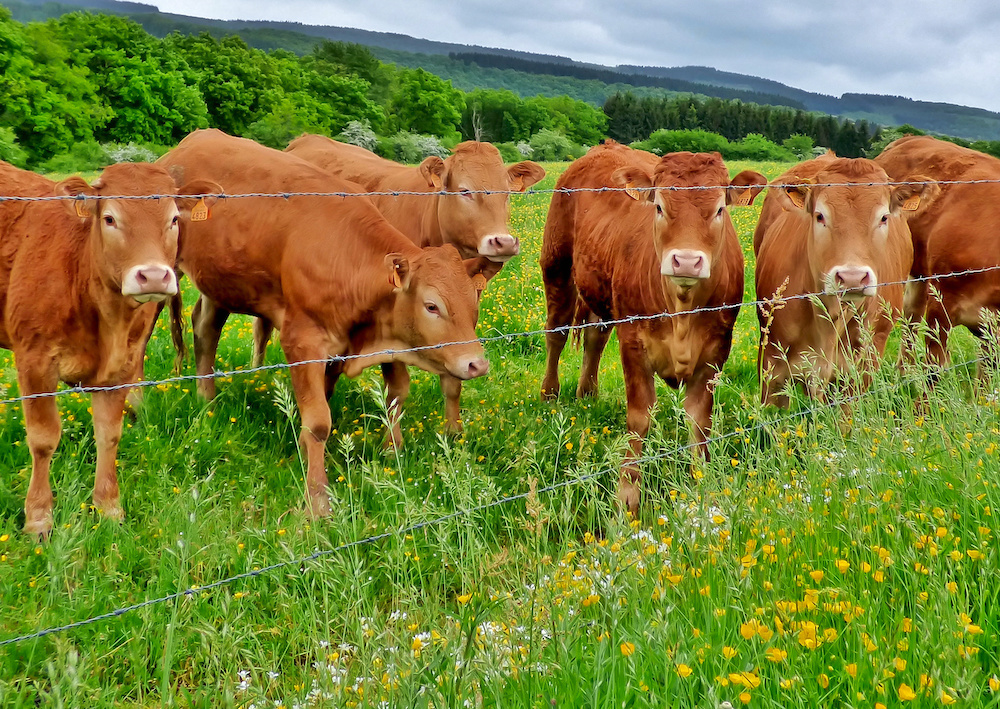 Regenerative Grazing 101 with Regenerate America | NOFA Vermont