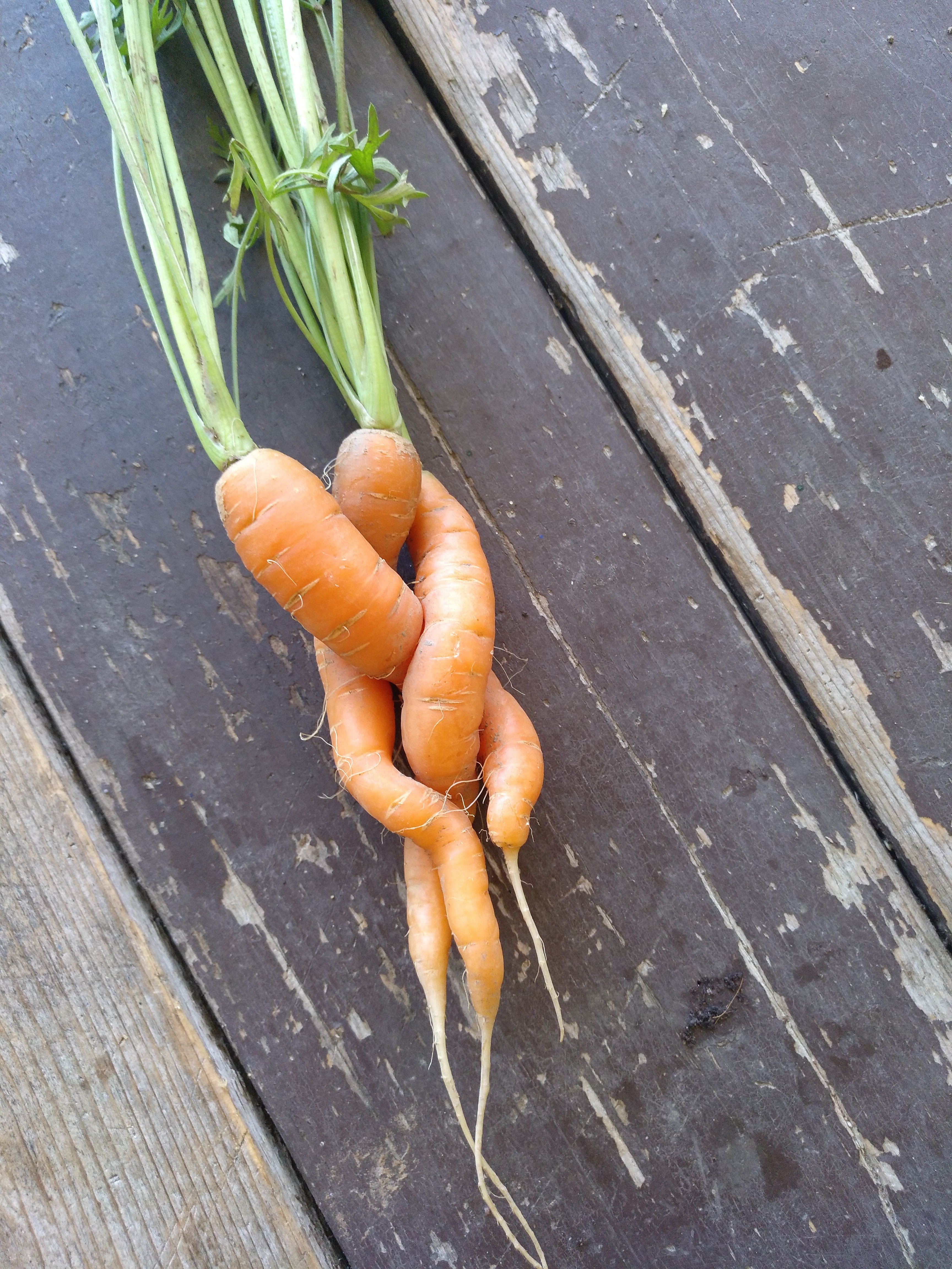 Queer Botany Series: Fruits and Vegetables | NOFA Vermont
