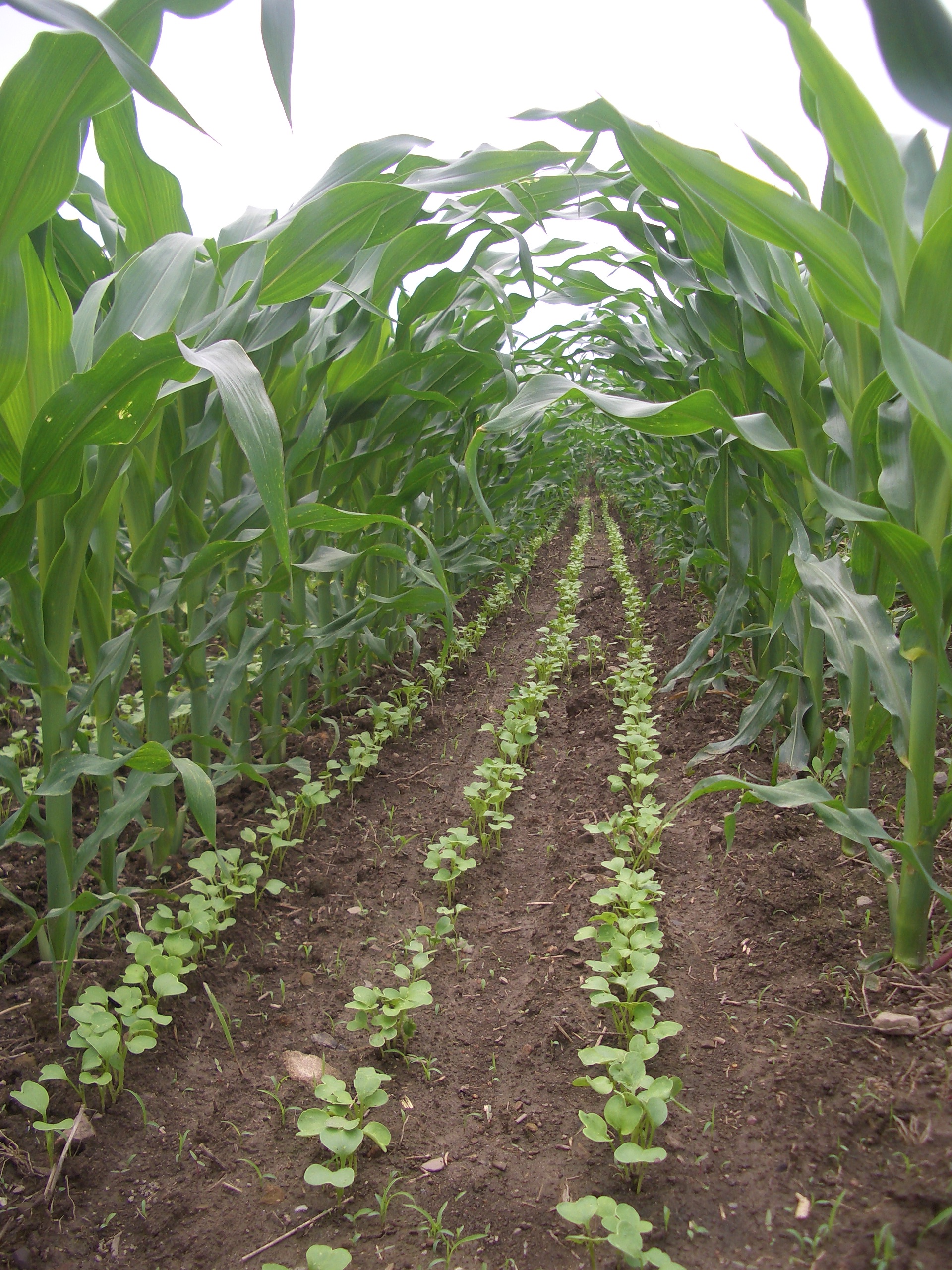 No-Till & Cover Crop Conference | NOFA Vermont