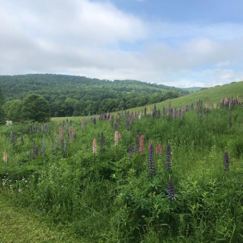 Classifieds | NOFA Vermont